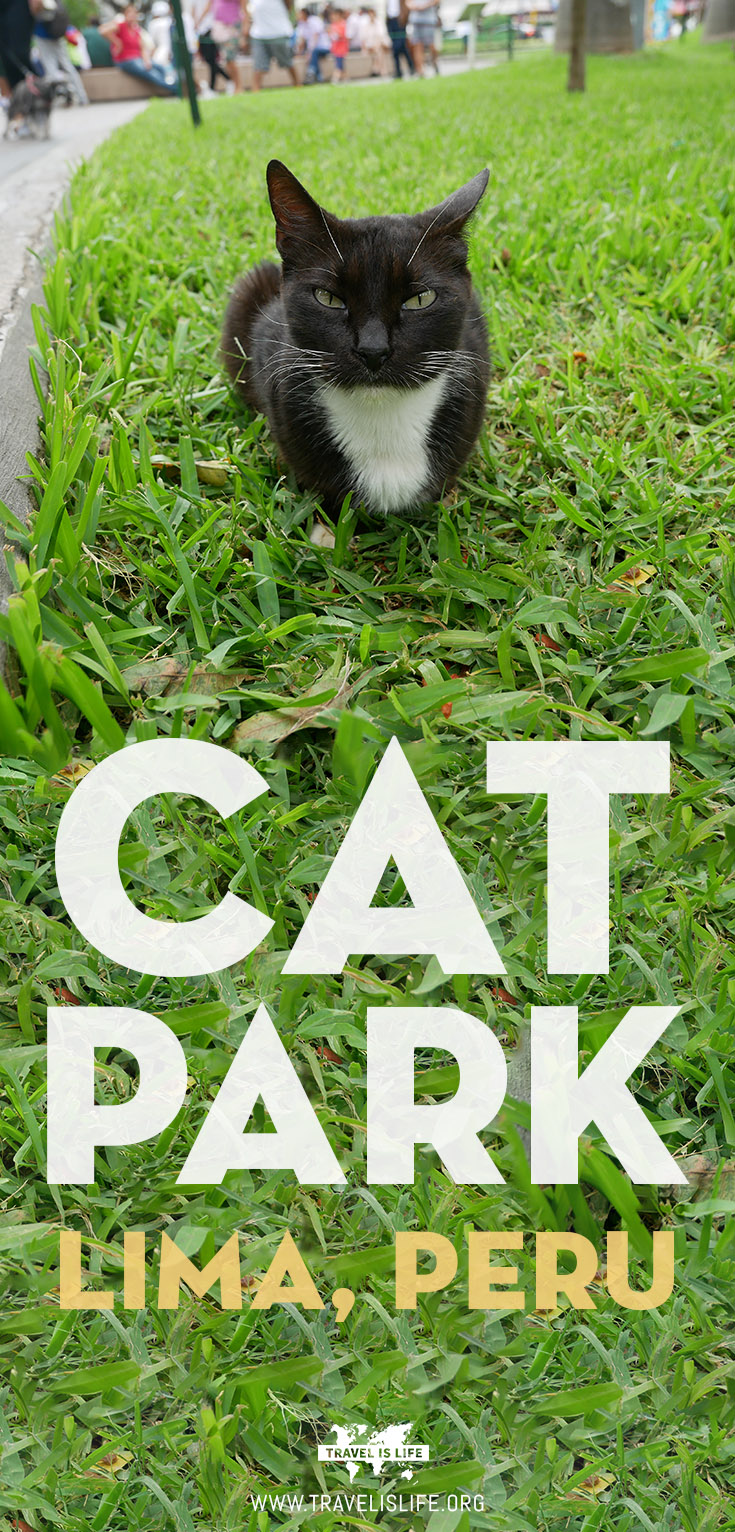 Parque Kennedy: The Ultimate Cat Lover's Park in Lima Peru